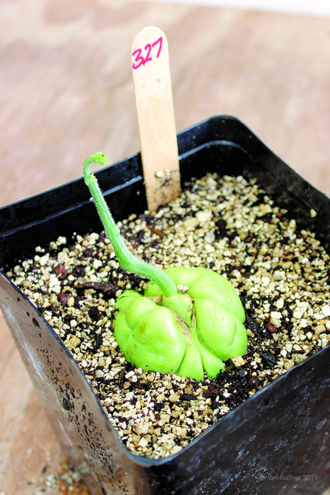 Chayote Growing and Profile – Mother Earth Gardener